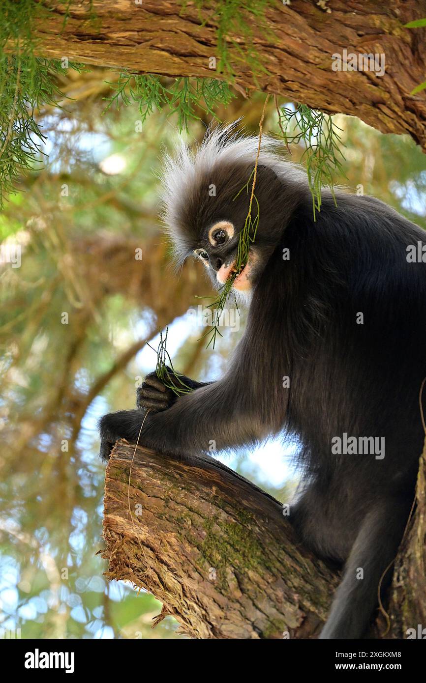 The dusky langur is a small folivorous primate that feed on leaves in ...