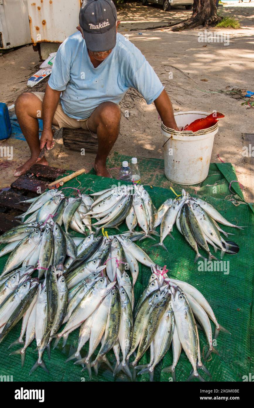 Indian fresh fishes hi-res stock photography and images - Alamy