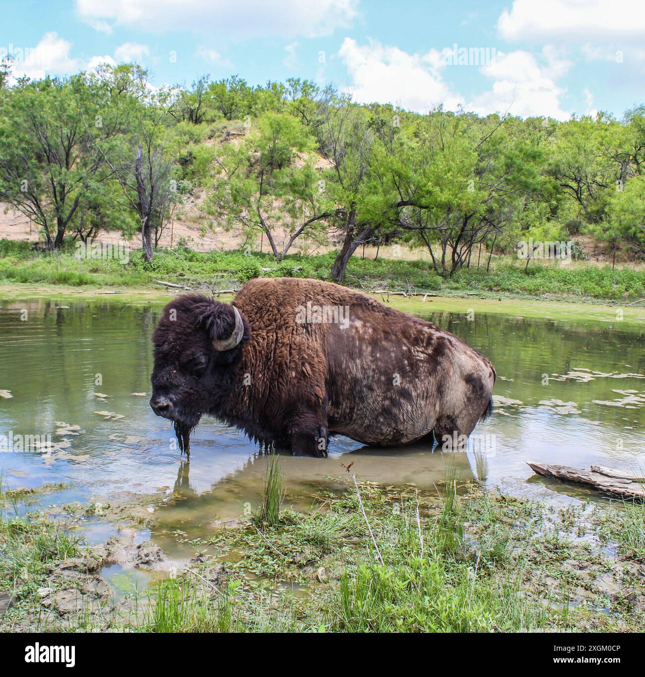 Buffalo cooling off in water Stock Photo - Alamy
