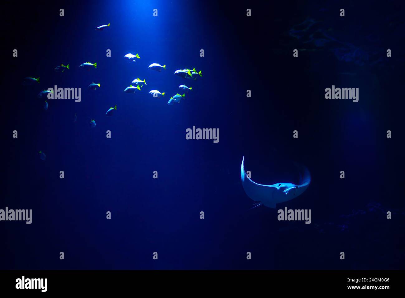 Blue light illuminates a fish in the dark, creating a captivating ...