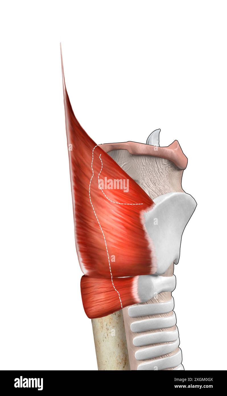 Illustration of the constrictor pharyngis inferior muscle. The function ...