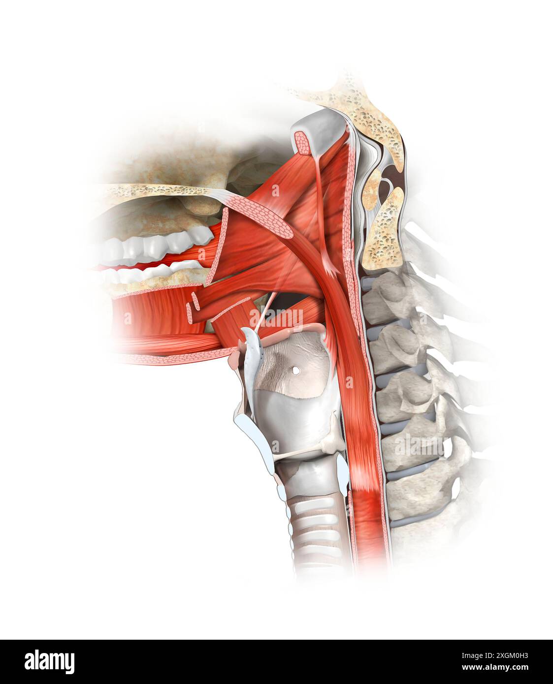 Illustration of the salpingopharyngeus muscle. This is a muscle of the ...