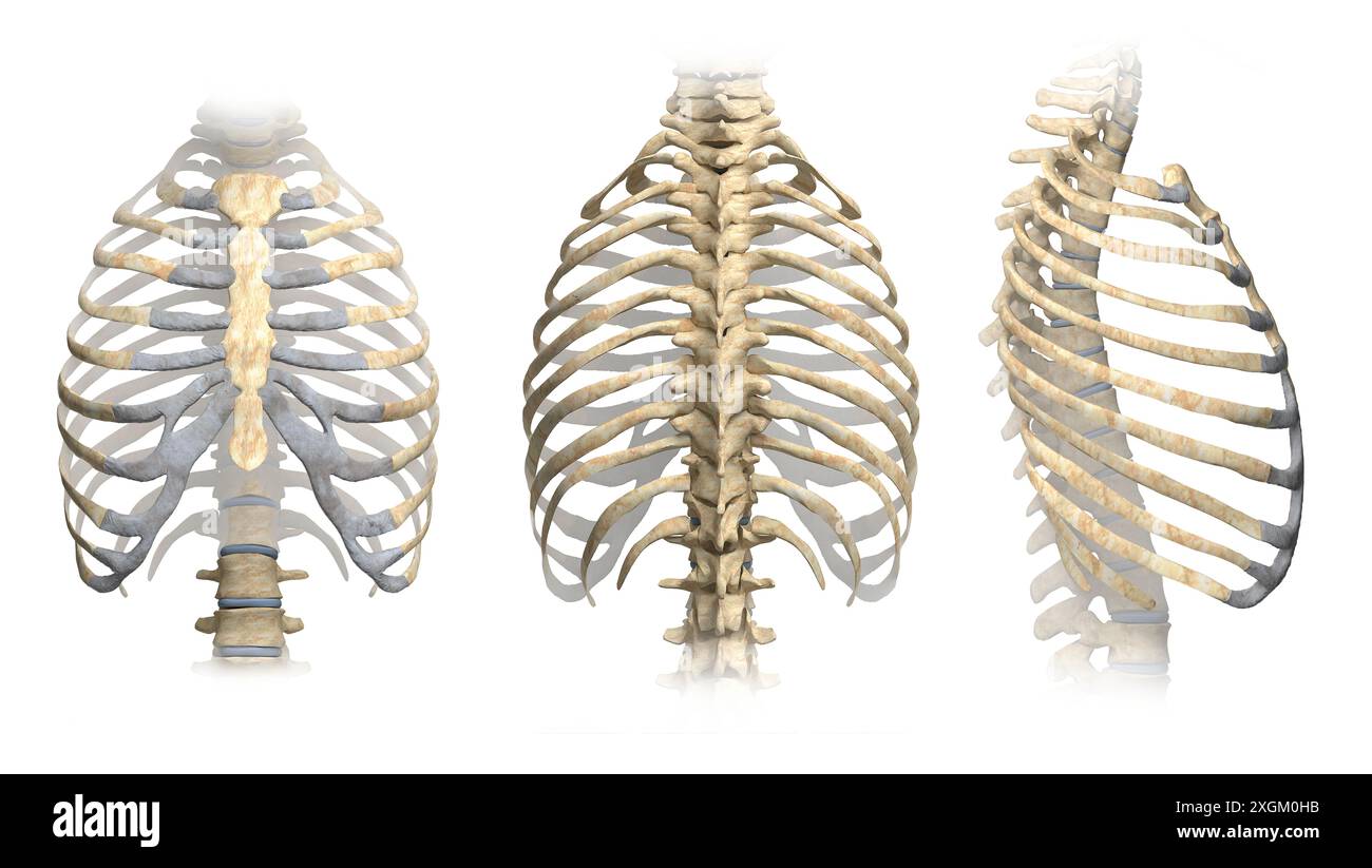 Illustration of the front, back and side view of the ribcage Stock ...