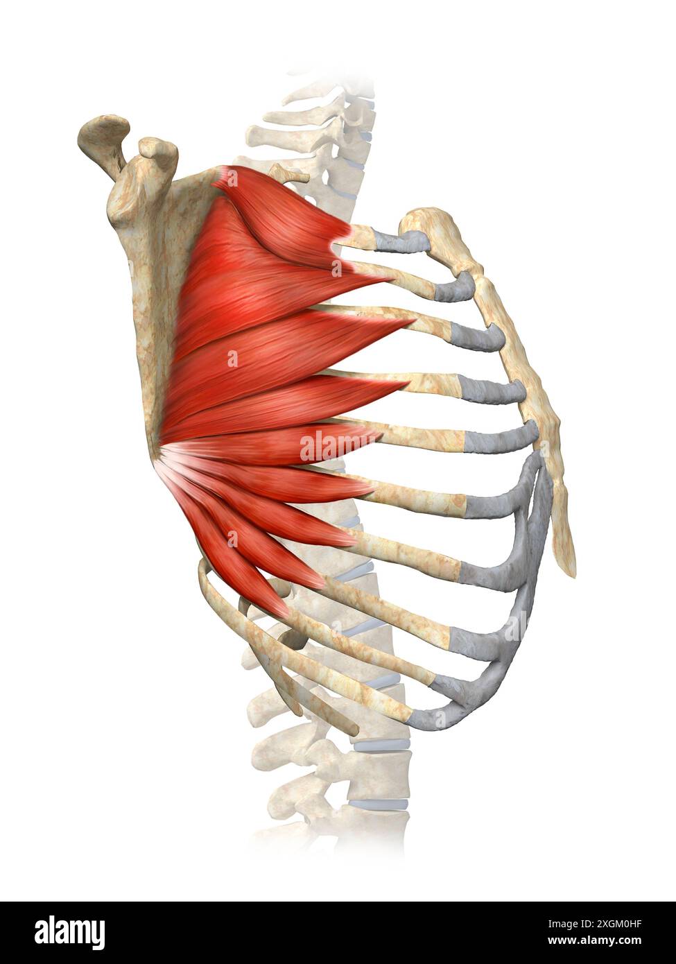 Illustration of the serratus anterior muscle, a fan-shaped muscle at ...
