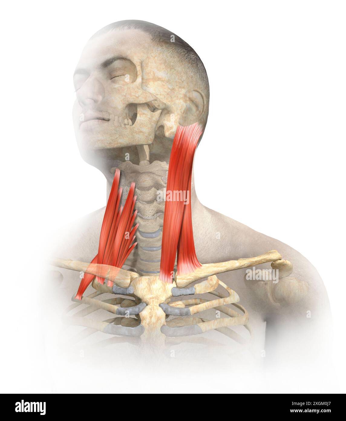 Illustration of the sternocleidomastoideus muscle. The main actions of ...