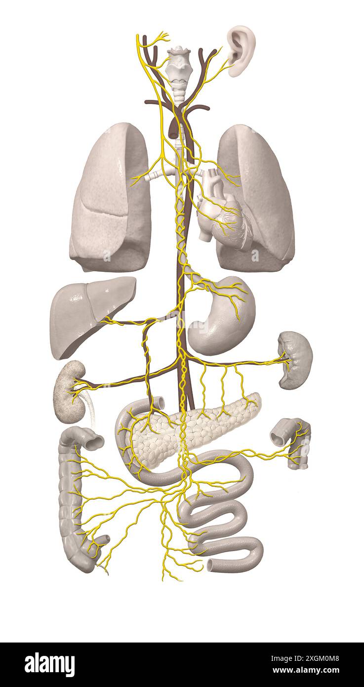 Illustration of the vagus nerve anatomy. The vagus nerve (yellow), also ...