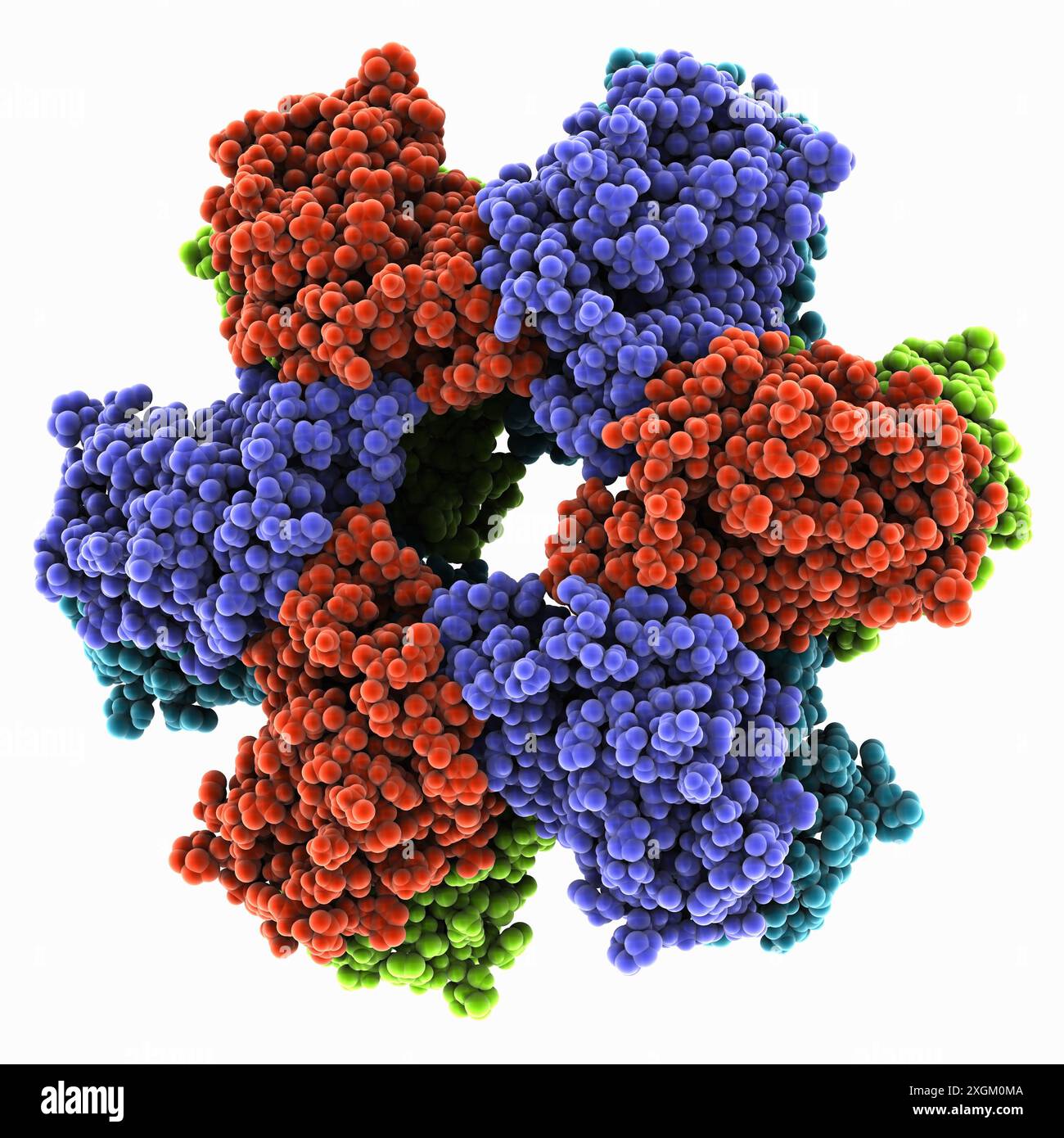 Molecular model of the 12 mer venus-tagged CaMKII alpha association ...