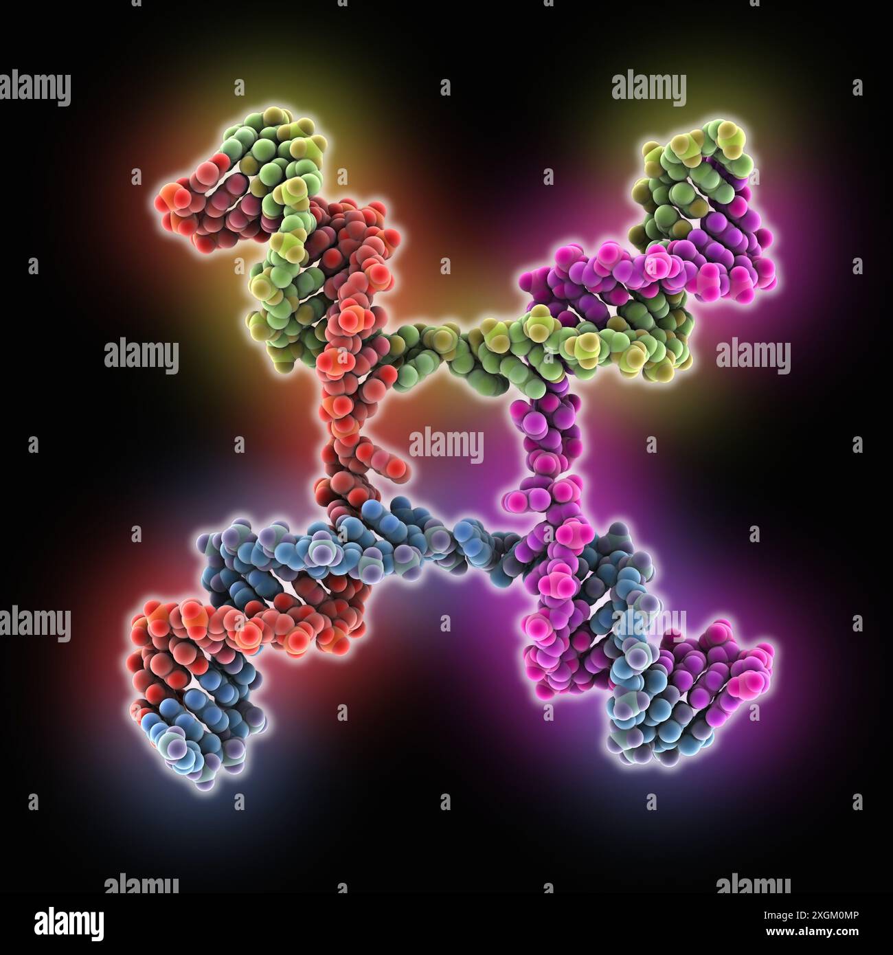 Molecular model of a Holliday junction from complex with ATP-dependent ...