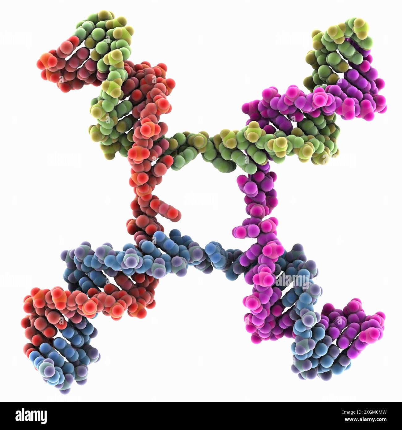 Molecular model of a Holliday junction from complex with ATP-dependent ...