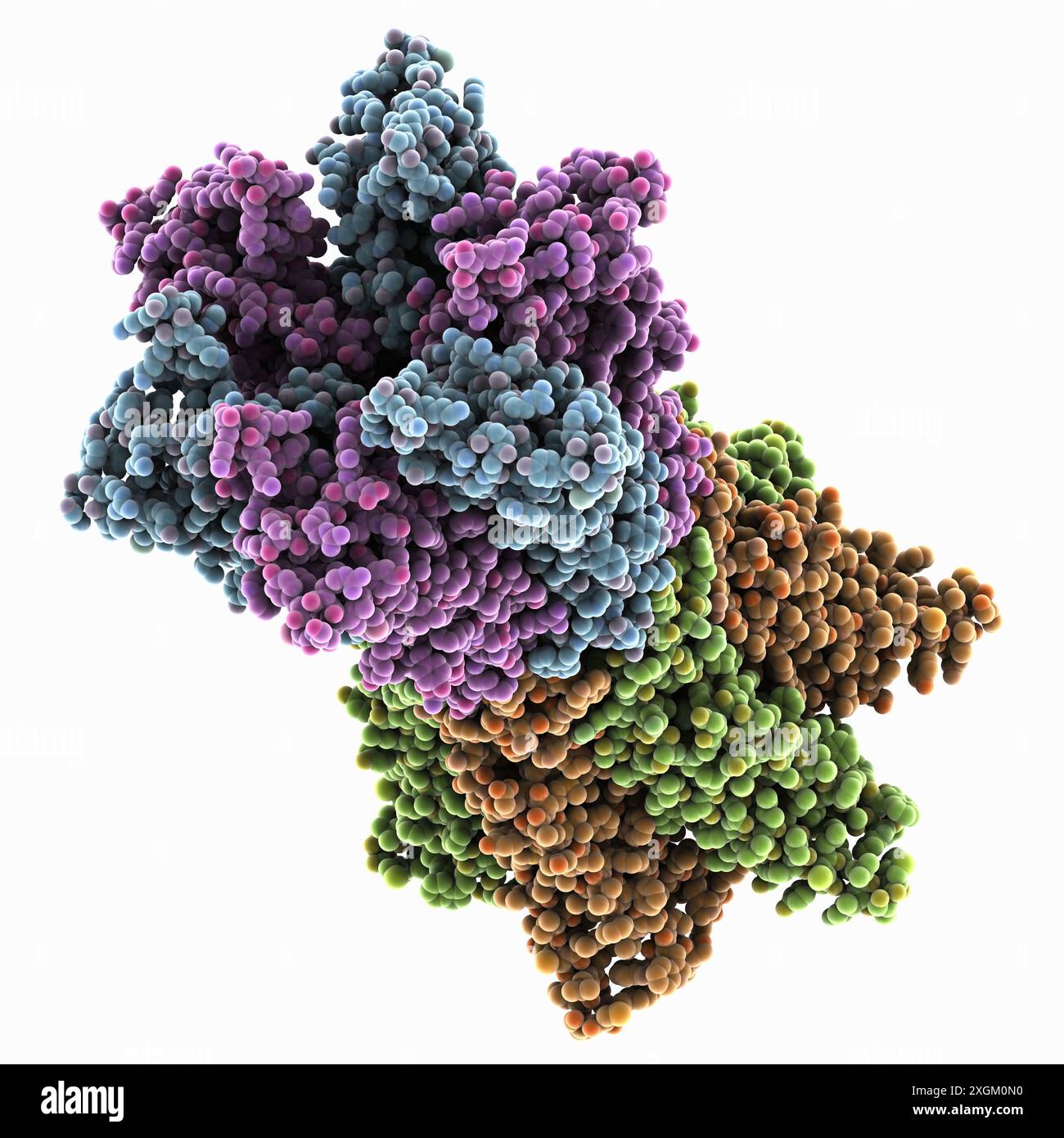 Molecular model of human gGap junction beta-2 protein, also known as ...