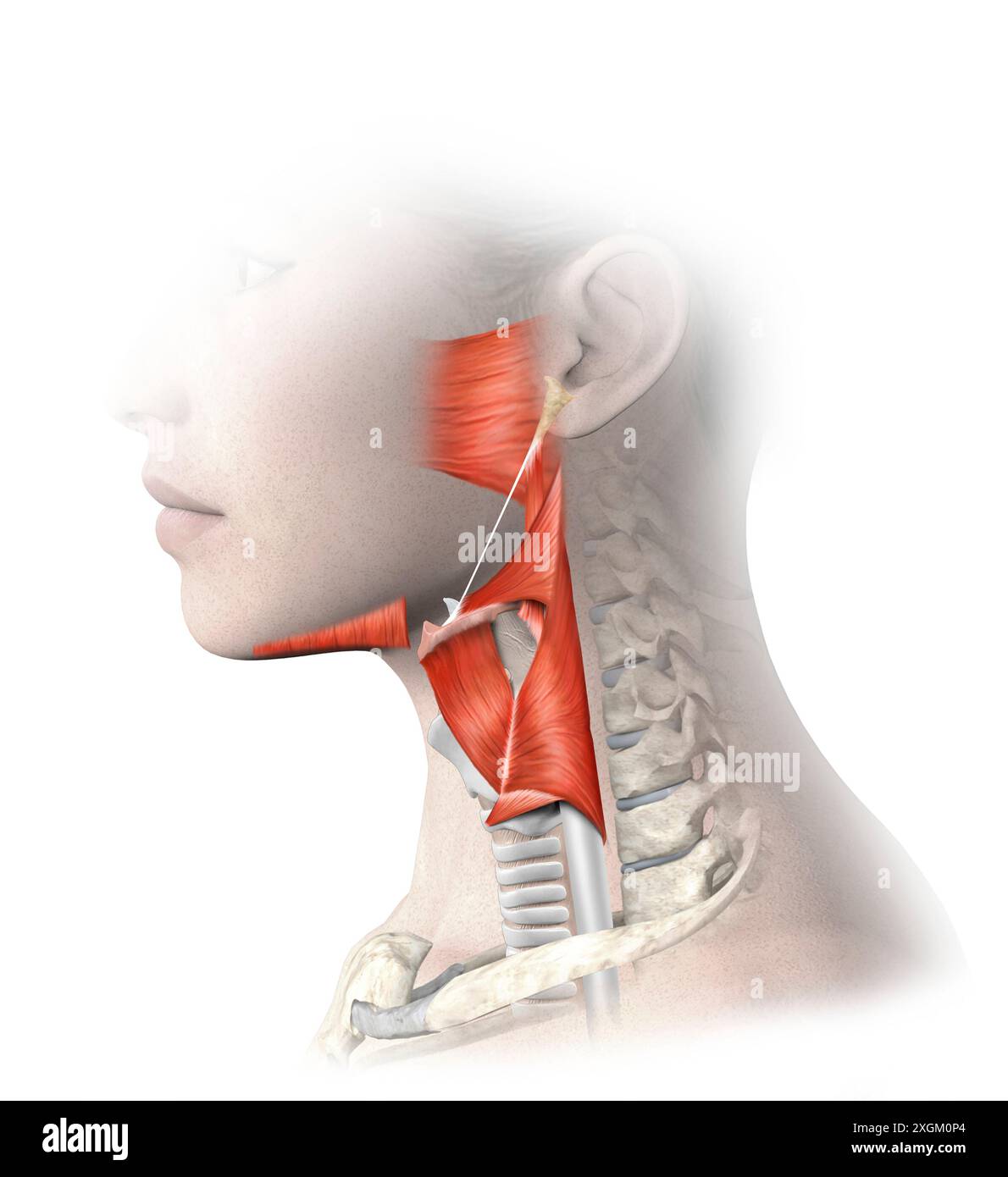 Illustration of the circular pharyngeal muscles Stock Photo - Alamy