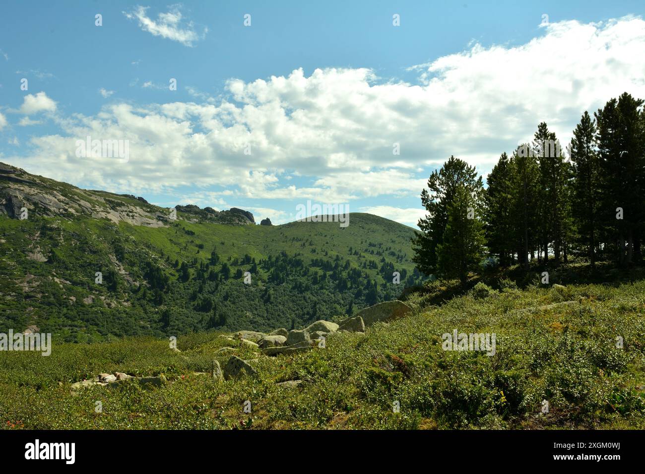 A group of tall cedar trees on a rocky hillside overlooking a ...
