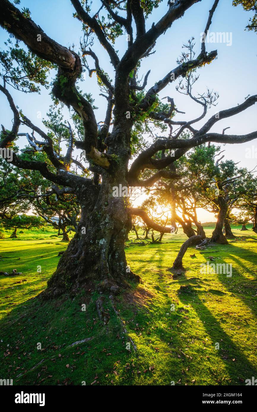 Fanal forest on Madeira island, Portugal Stock Photo - Alamy