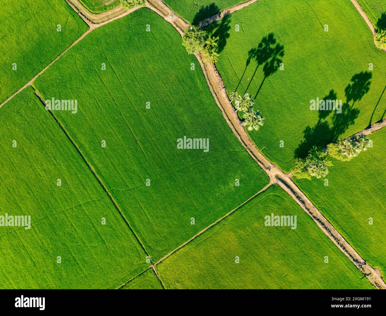 Aerial view of lush green rice field with small winding canal ...