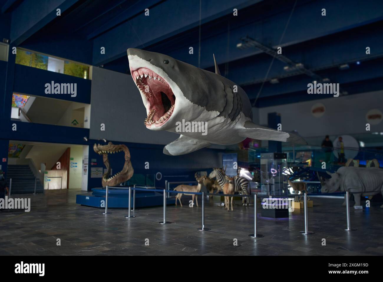 Shark hanging hi-res stock photography and images - Alamy