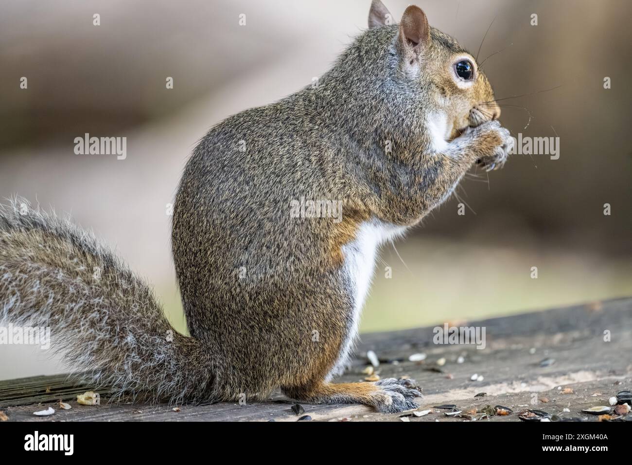 Eastern gray squirrel (Sciurus carolinensis), nibbling on seeds at ...