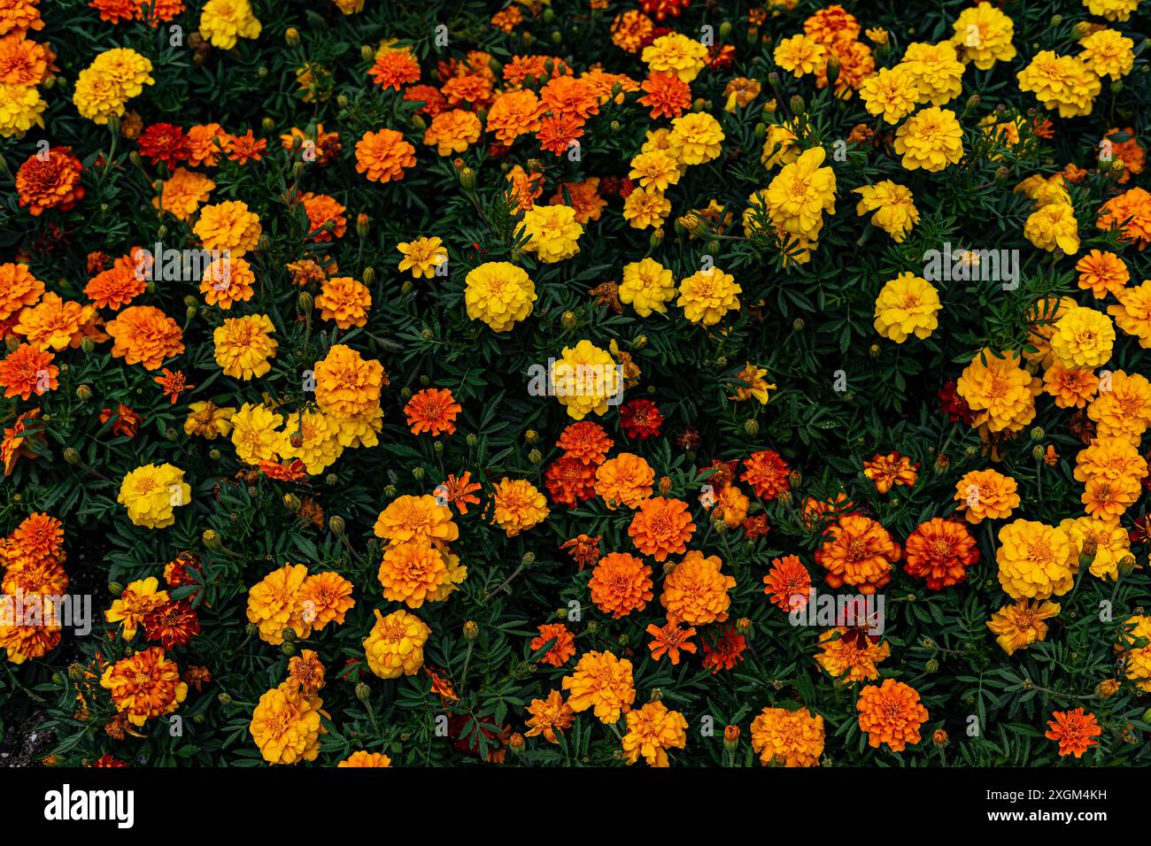 colored garden of French marigold Stock Photo - Alamy