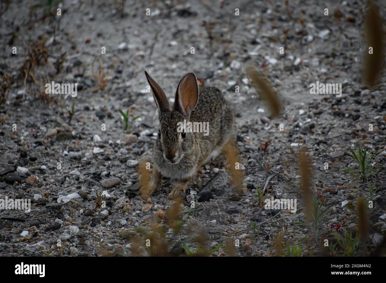 rabbit out on the wild Stock Photo - Alamy