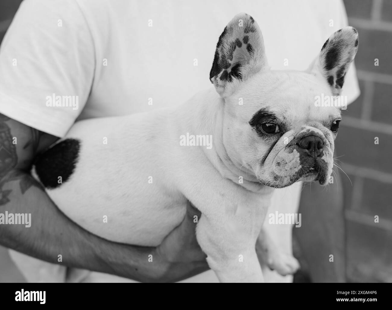 Adorable French bulldog puppy who feels safe in her owner's arms Stock ...