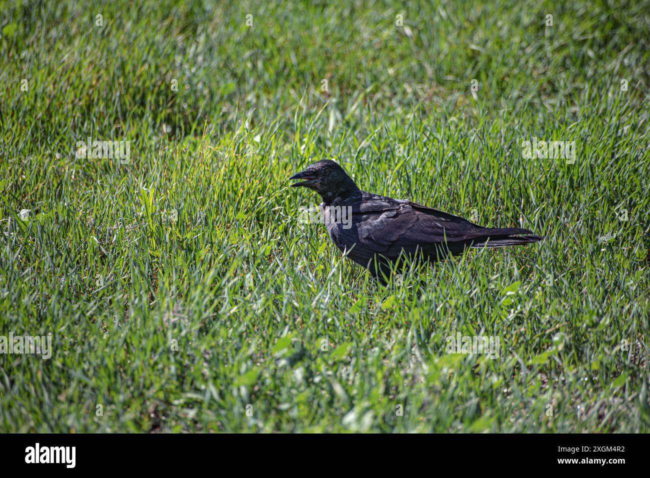 Crowlover hi-res stock photography and images - Alamy