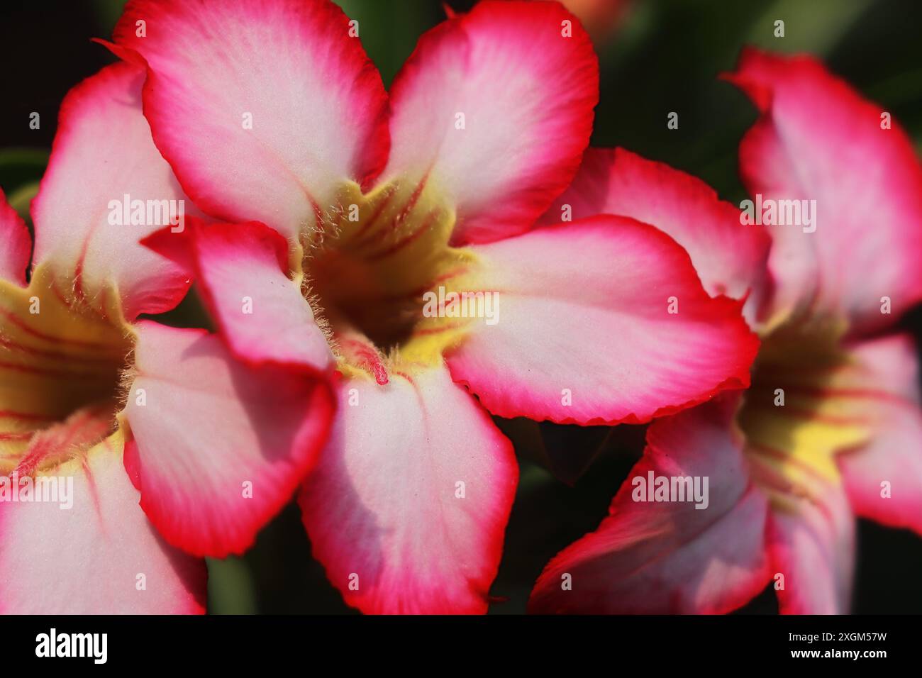 beautiful pink color adenium obesum or desert rose flower in full bloom ...