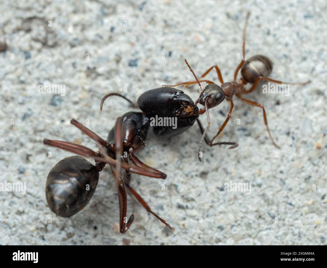 Larger back legs hi-res stock photography and images - Alamy