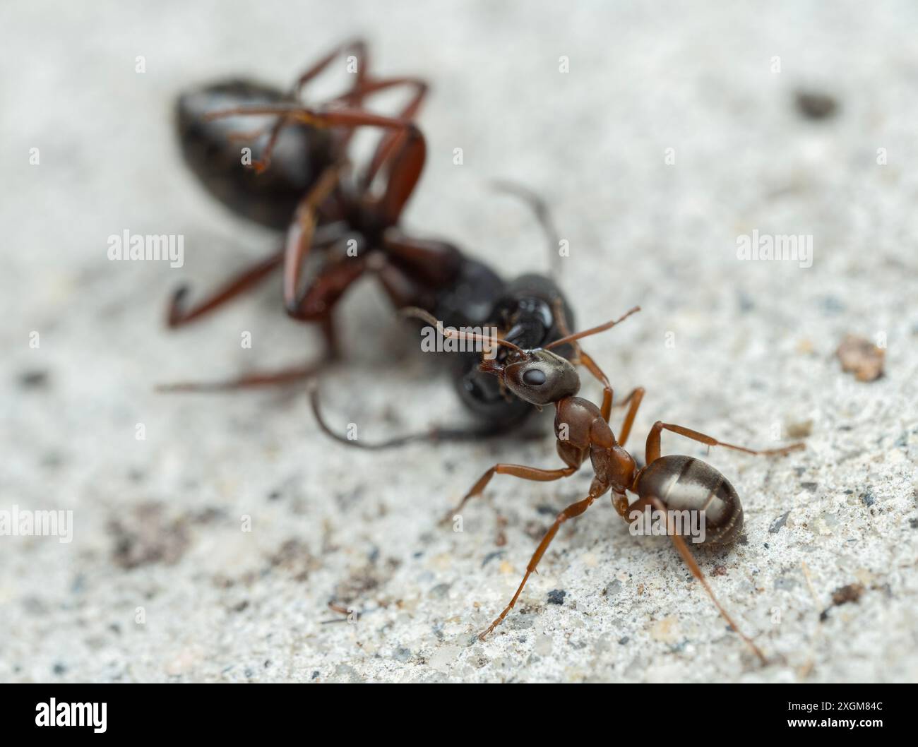 a worker wood ant (Formica) gripping the head of a dead carpenter ant ...