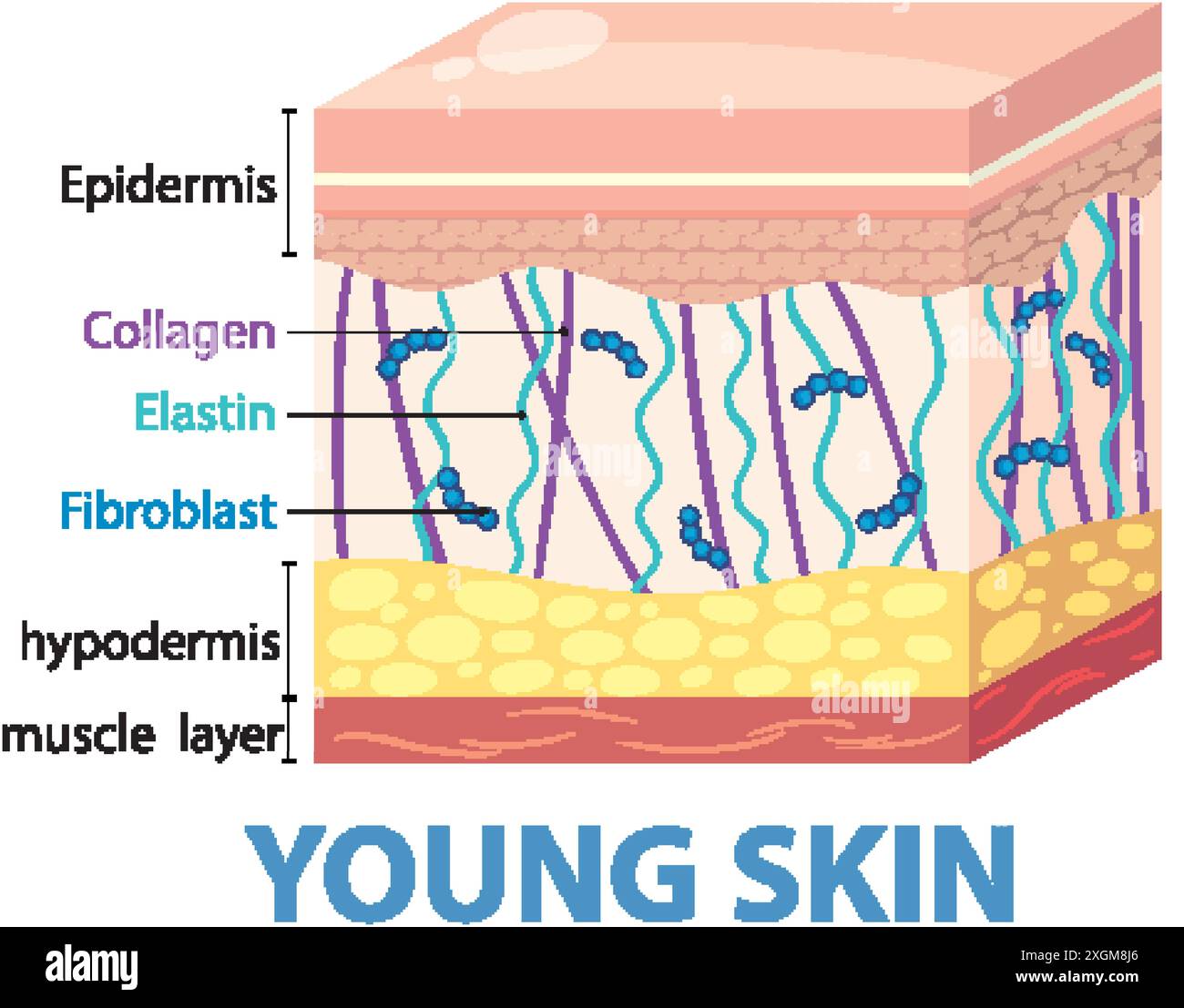 Illustration of young skin layers and components Stock Vector Image ... Illustration of young skin layers and components Stock Vector Image ...