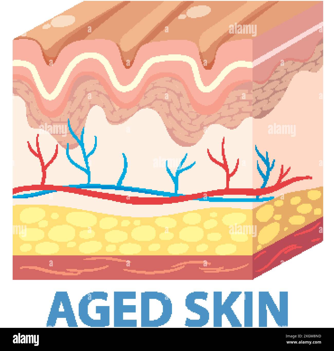 Cross-section showing aged skin structure and layers Stock Vector Image ... Cross-section showing aged skin structure and layers Stock Vector Image ...
