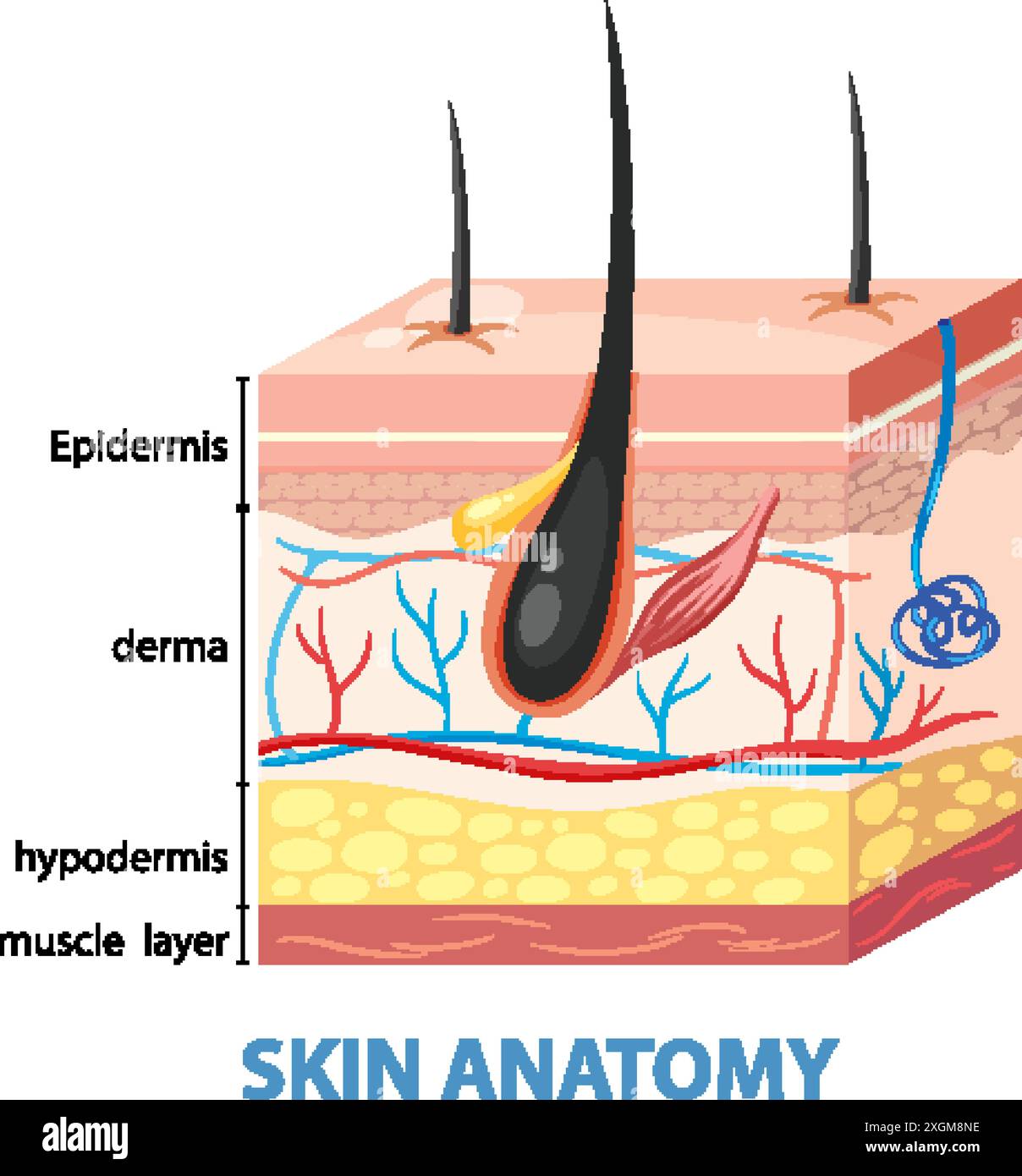 Labeled diagram of skin layers and structures Stock Vector Image & Art ... Labeled diagram of skin layers and structures Stock Vector Image & Art ...