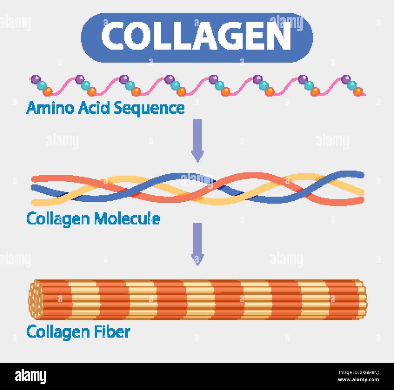 Illustration of collagen formation from amino acids Stock Vector Image ...