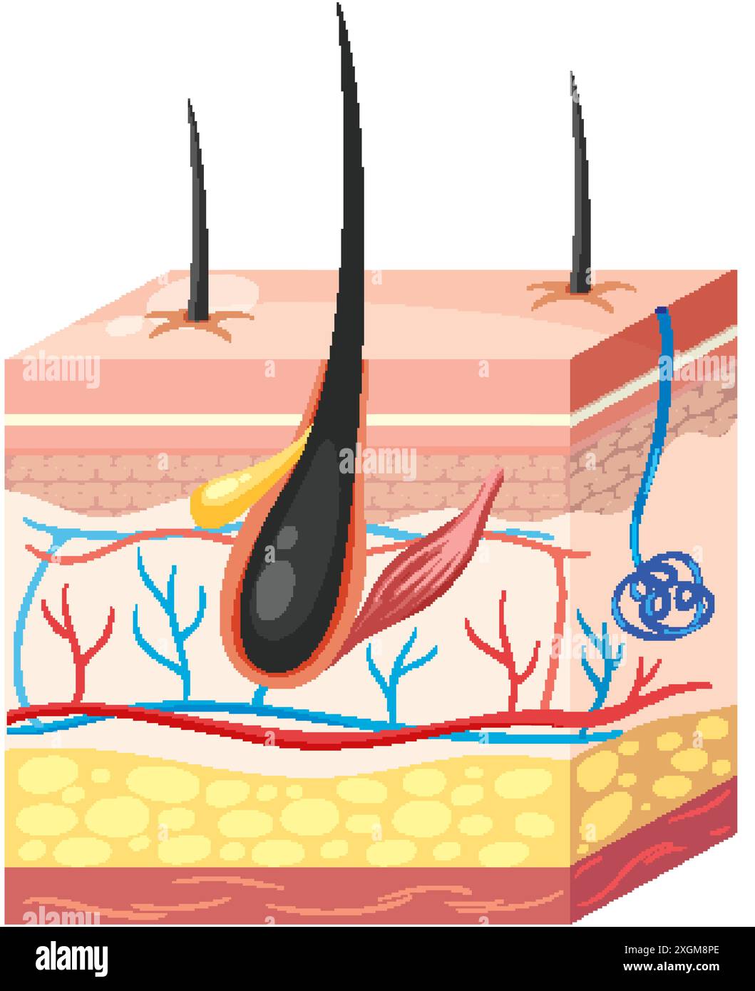 Detailed illustration of human skin layers and structures Stock Vector ...