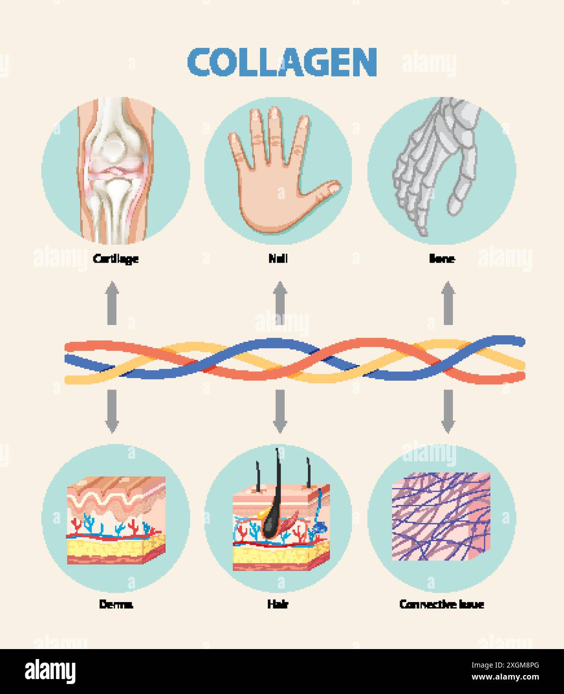 Illustration of collagen's role in body tissues Stock Vector Image ...