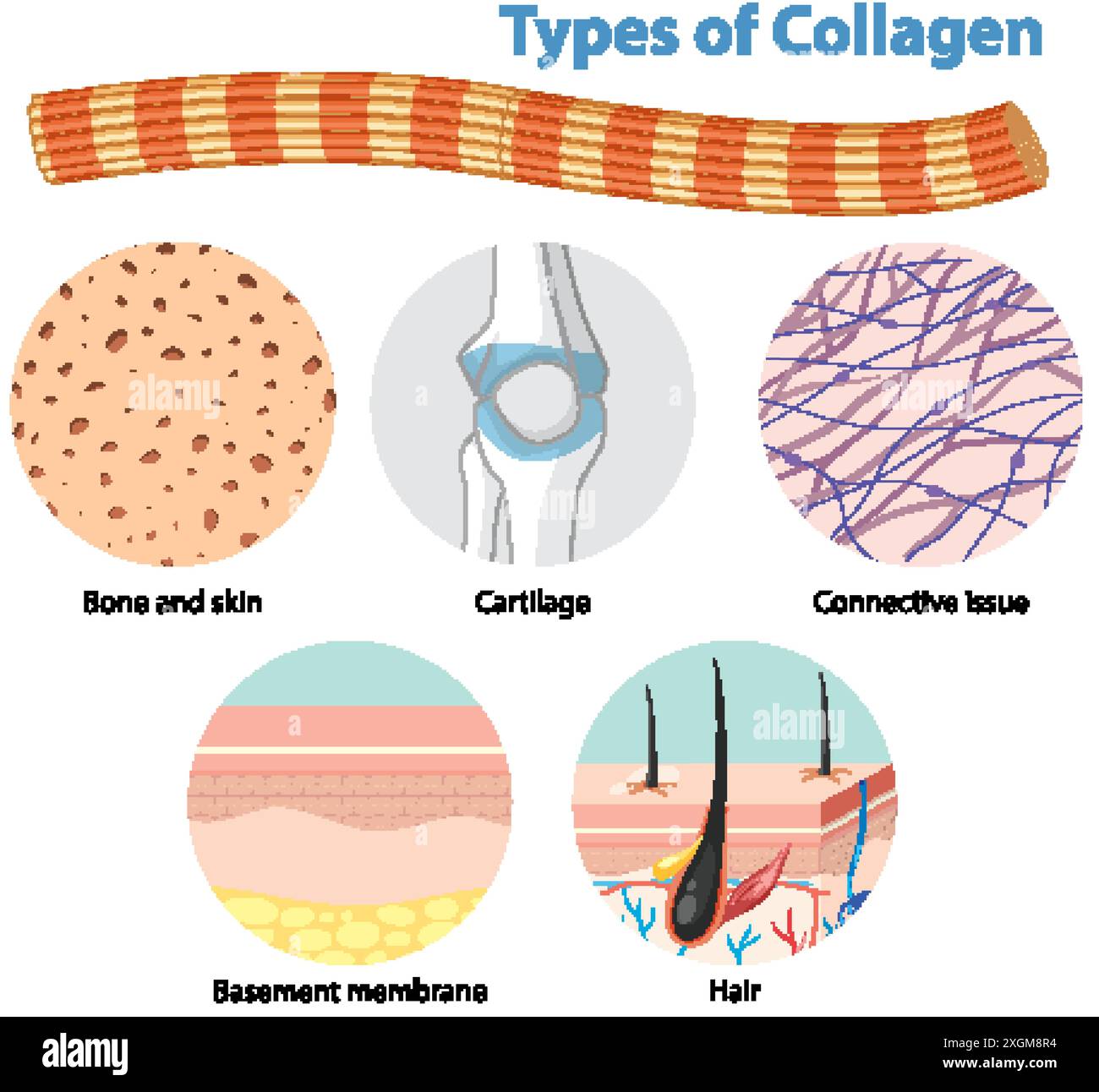 Illustration of collagen types in various tissues Stock Vector Image ...