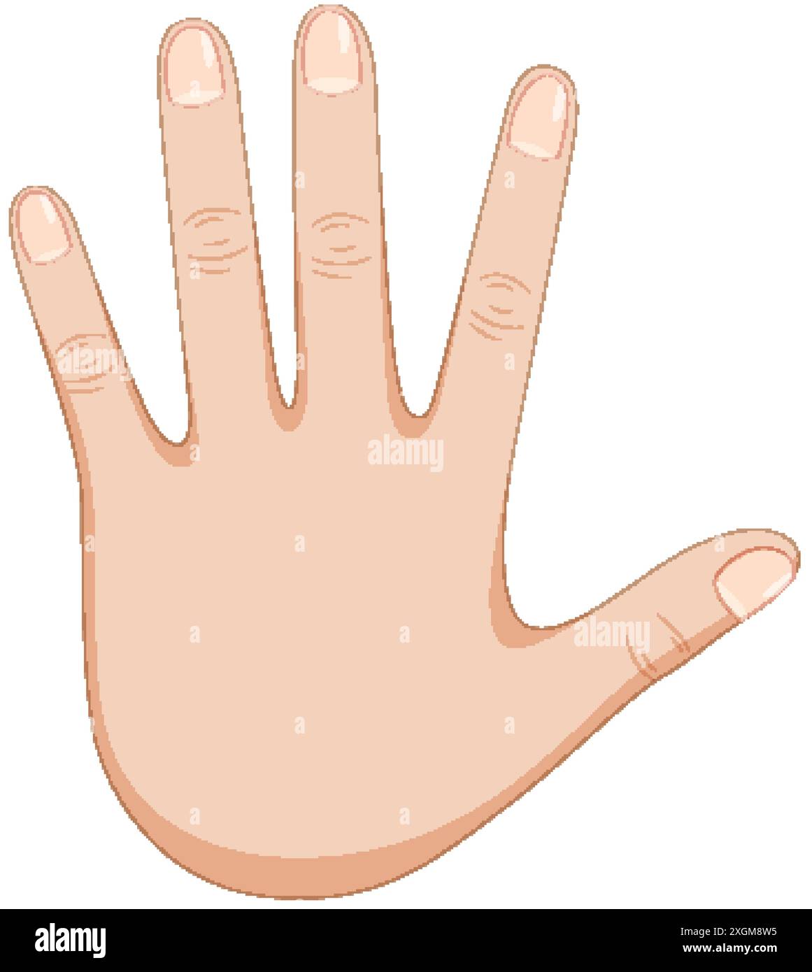 Detailed vector illustration of a human hand Stock Vector Image & Art ...