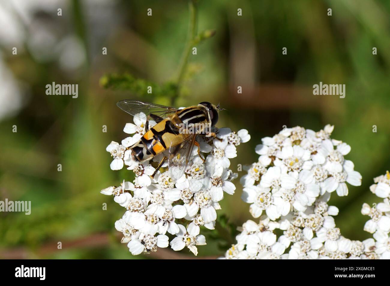 Closeup hoverfly, Sun fly, Helophilus trivittatus on white flowers of ...