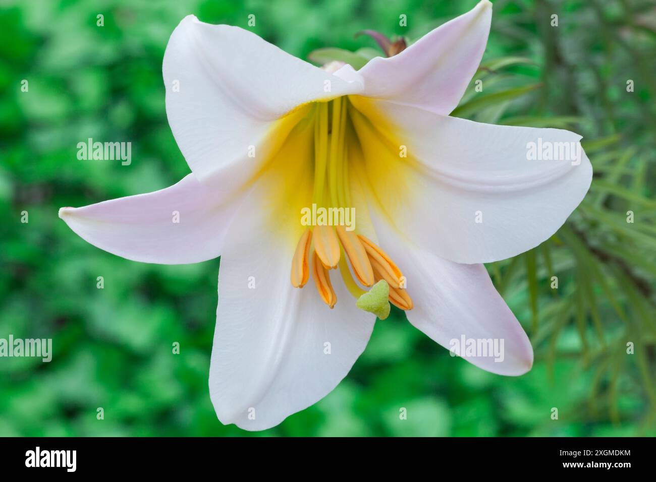 Regal Lily, Lilium regale Stock Photo - Alamy