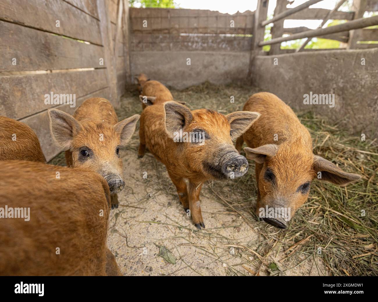 Livestock and enclosure hi-res stock photography and images - Alamy