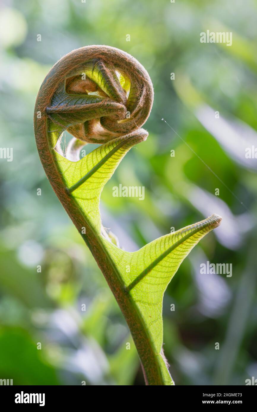 Unfurling leaf pattern hi-res stock photography and images - Alamy