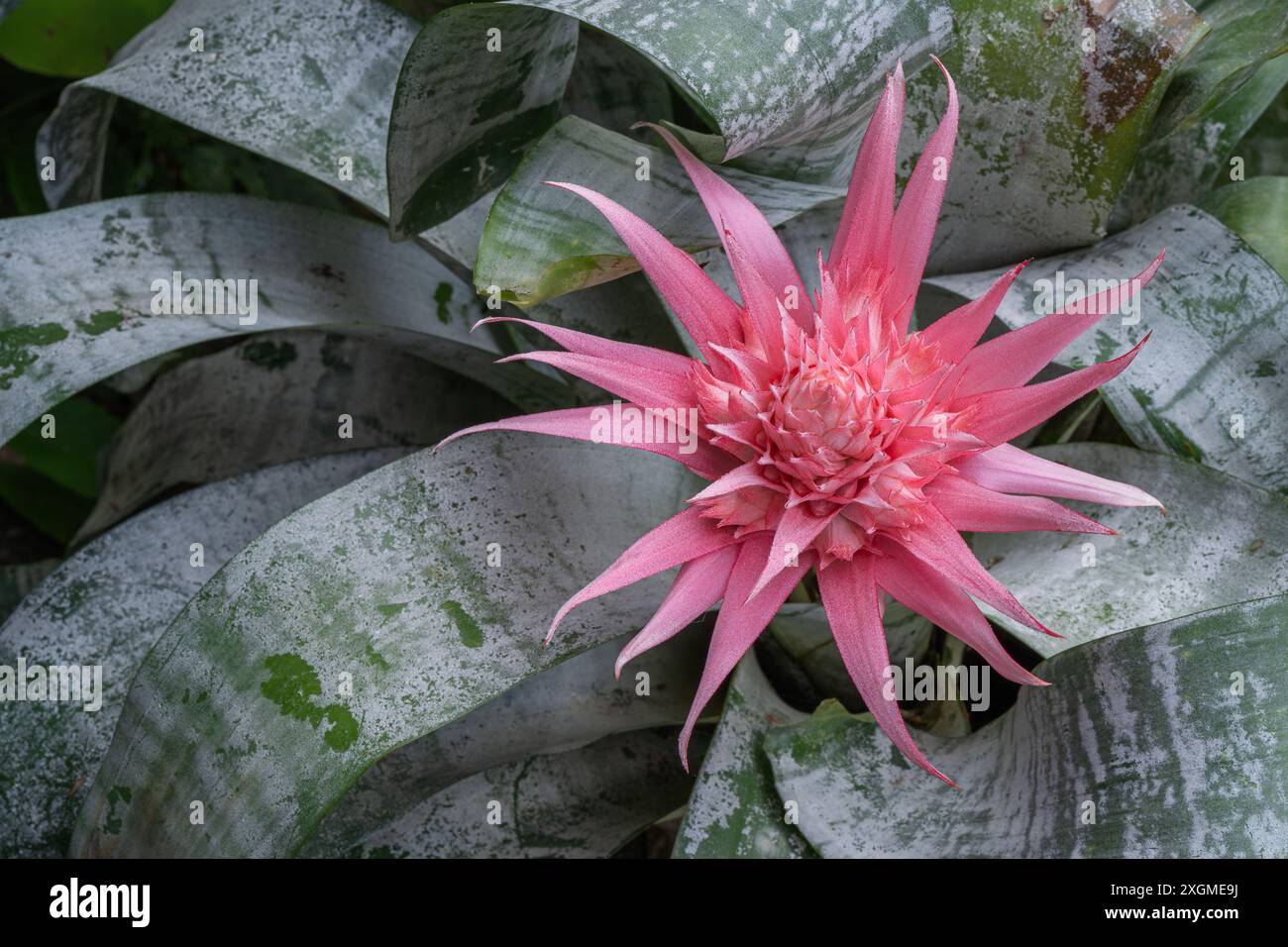 Closeup view of bright pink flower and silver green leaves of aechmea ...