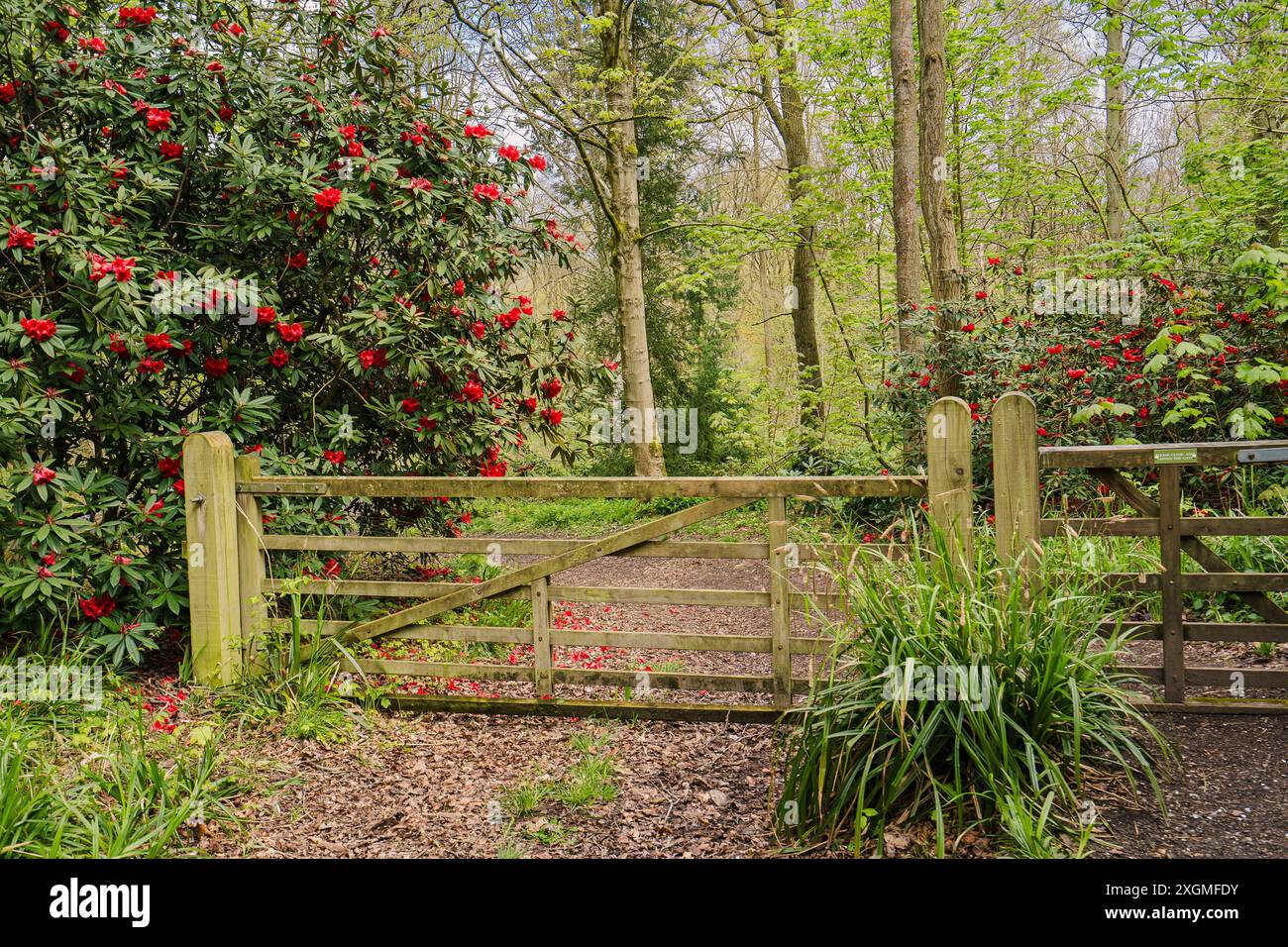 Path through the woods passes by a Red flowering Rhodoendron behind a ...