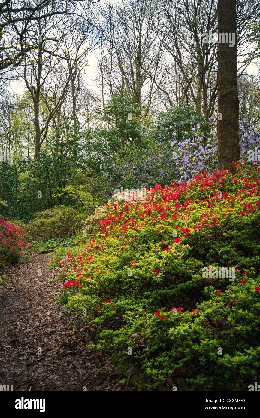 Red flowering Rhododendron bush sat amongst other trees and bushes in a ...