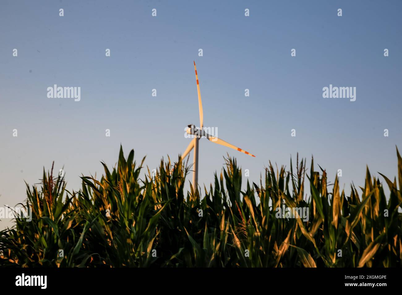 Wind farm is seen on an agricultural field against a sunset in a ...