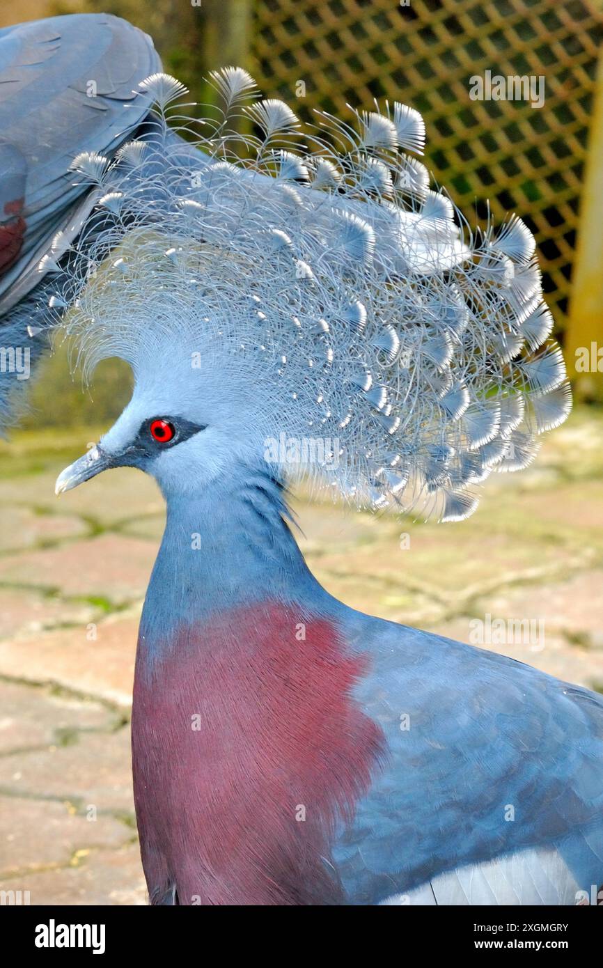Colorful birds in the Bird's Park, Sunway Lagoon, an amusement park ...