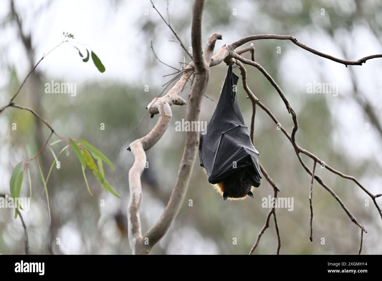 Grey-headed flying fox hanging upside down during the day, the bat's ...