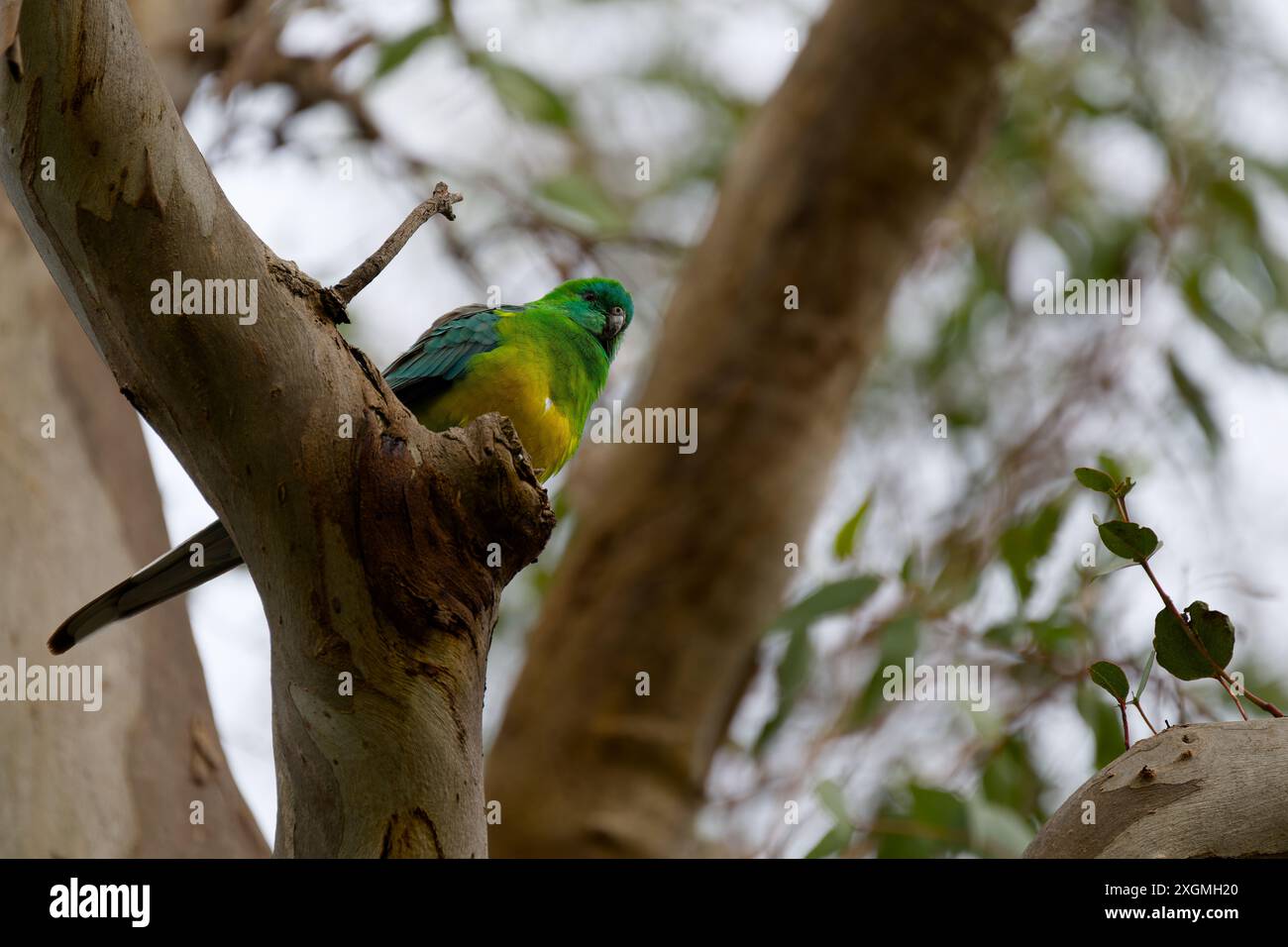 Male red-rumped parrot looking down while perched high up on a tree ...