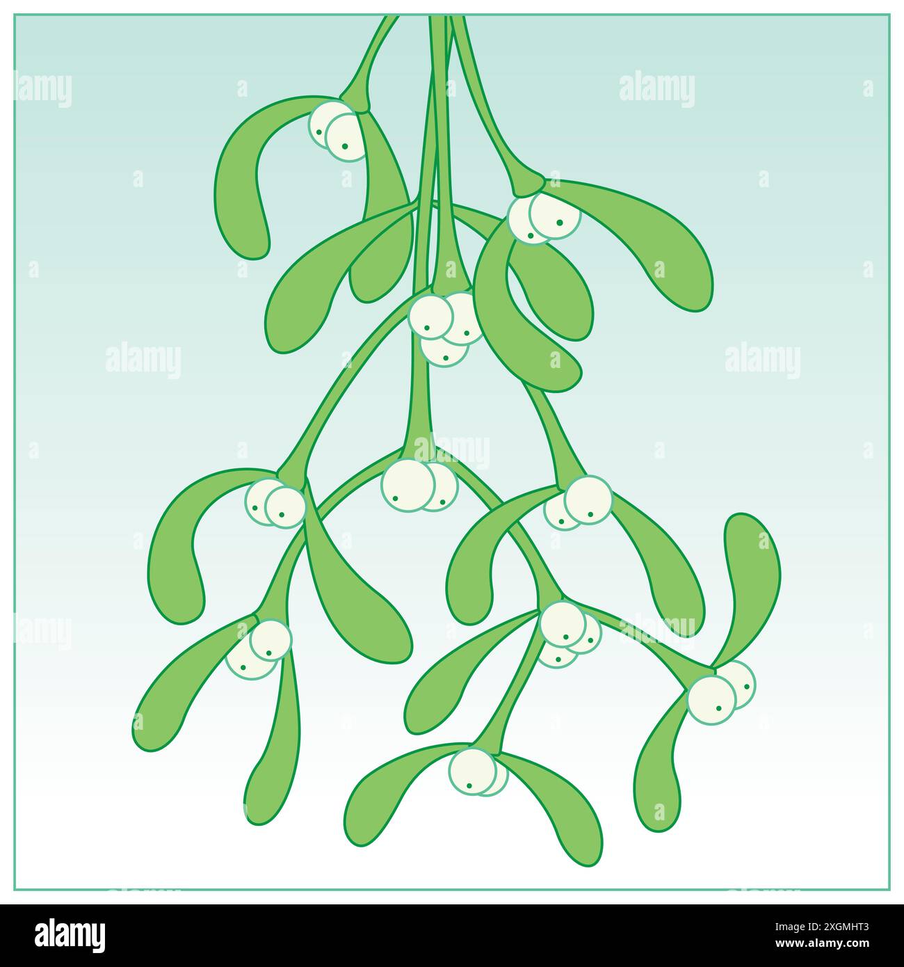 Tradition mistletoe christmas plant Stock Vector Images - Alamy