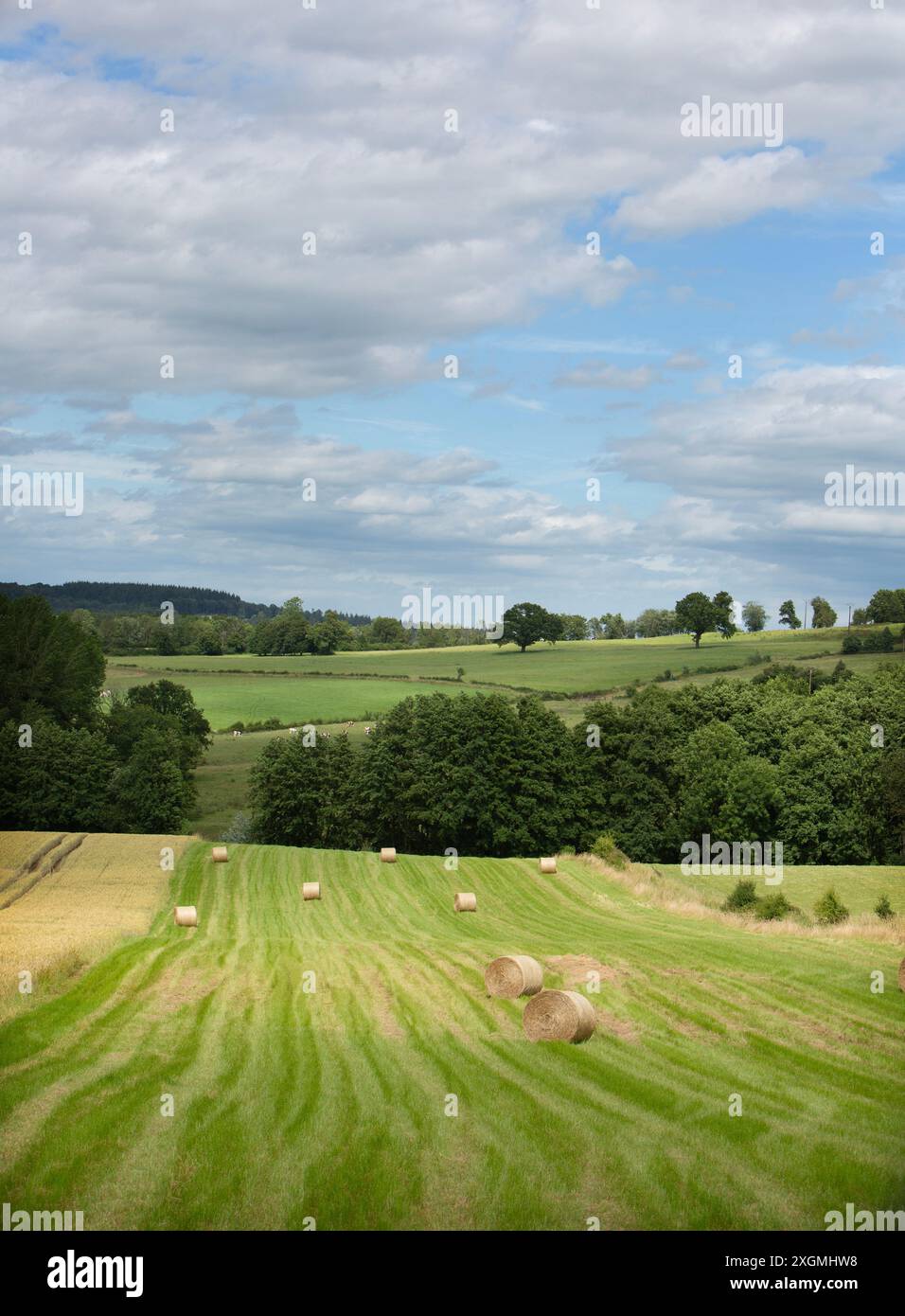 rural landscape of french champagne ardennes region with hay bales in ...