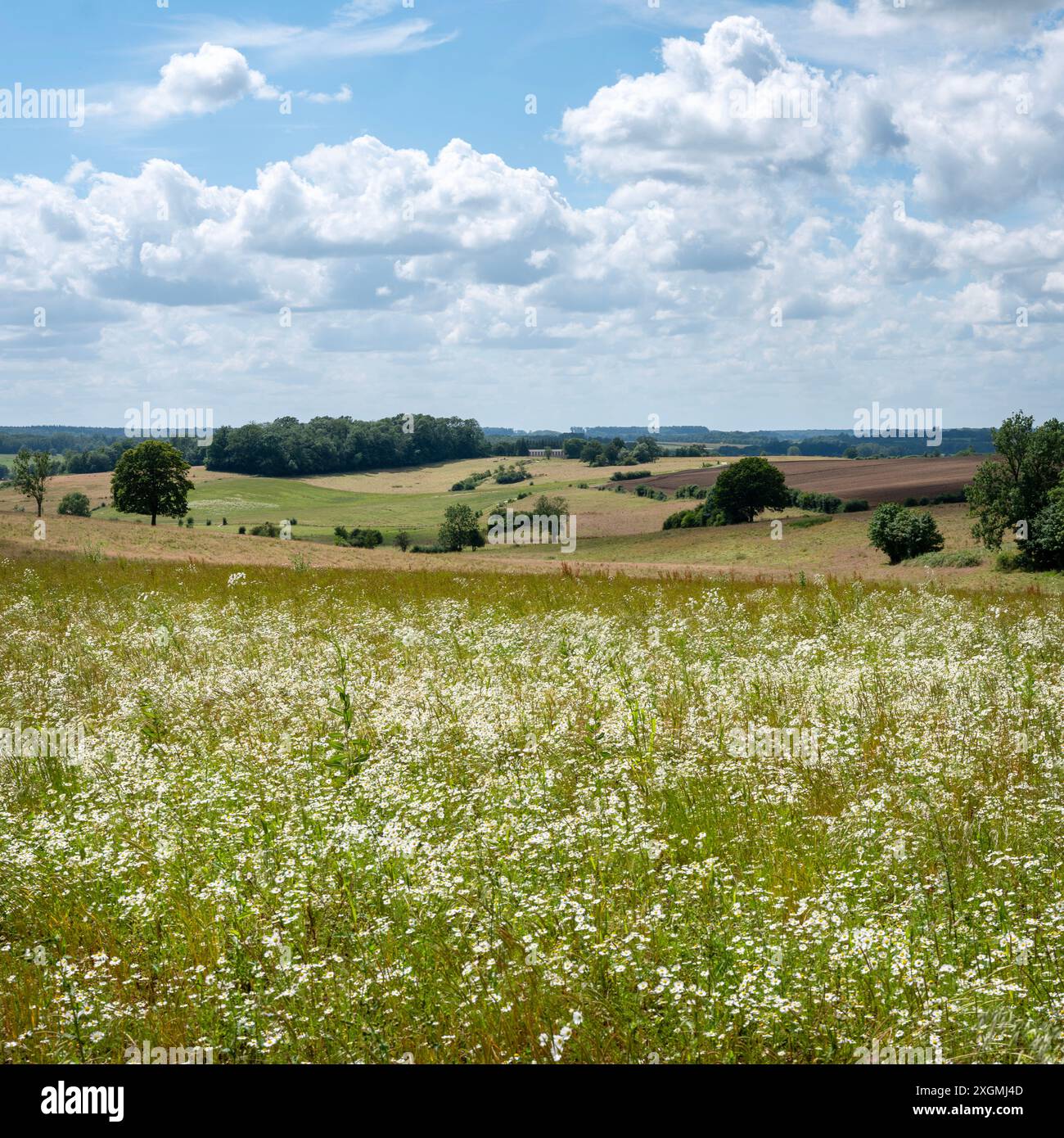 landscape near Hirson in french Ardennes region with flowers under ...