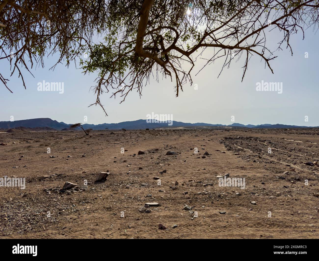 Acacia tree in the sahara desert in Egypt Stock Photo - Alamy